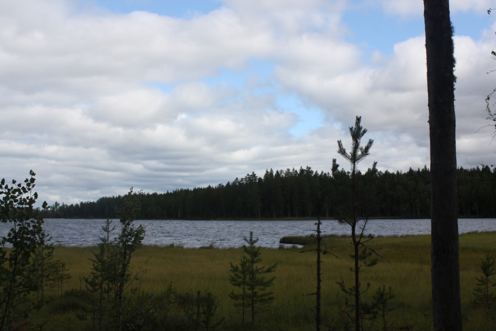 Gasjön Venjan | Vatten med naturbestånd | Mora Outdoor