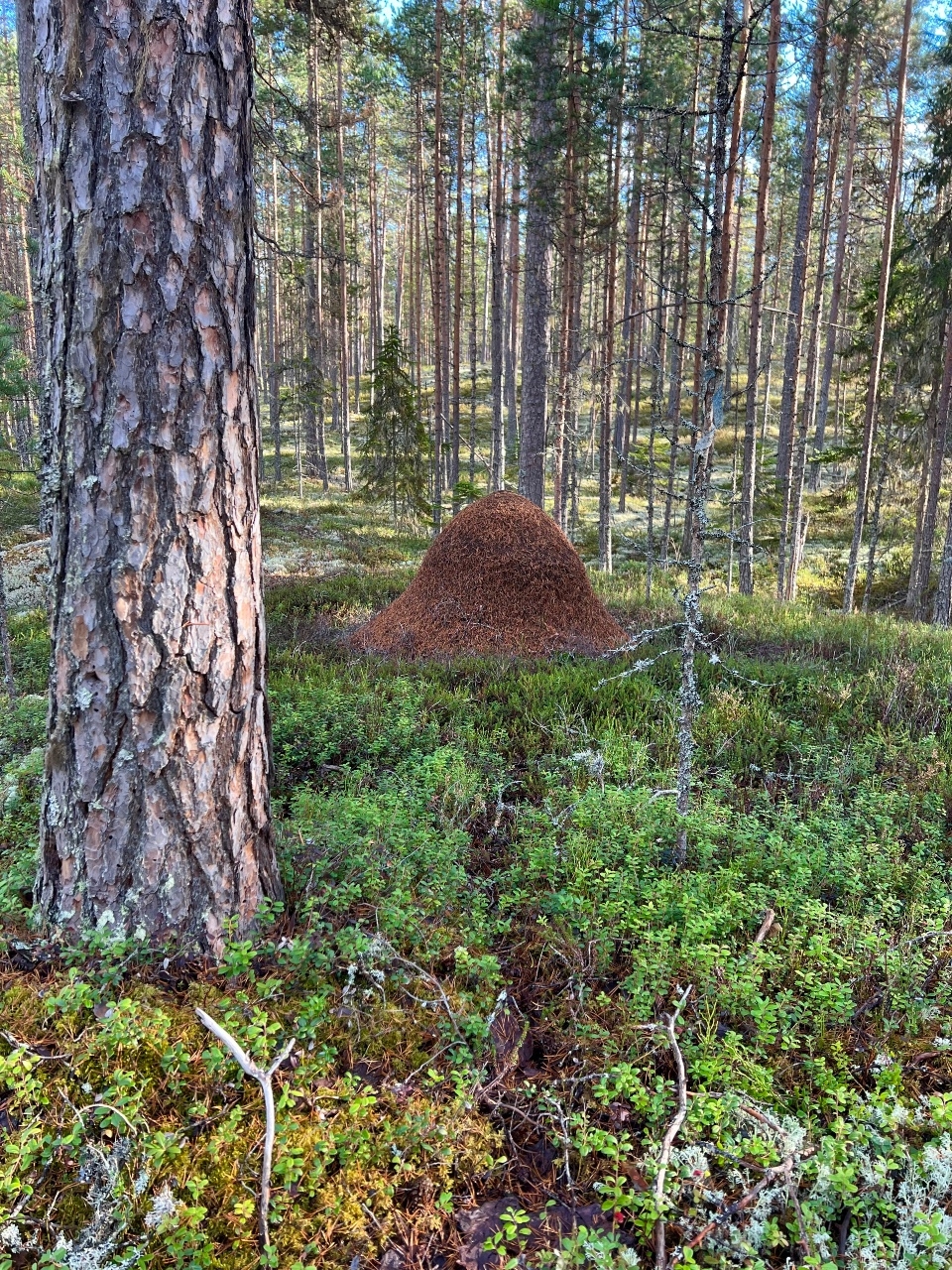 Siljansfors, Abbortjänsstigen - Harkenberg | Löpning | Mora Outdoor