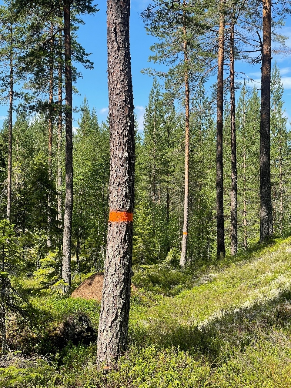 Färdväg mellan Venjan och Axi fäbodar | Forn-/kulturminne | Mora Outdoor